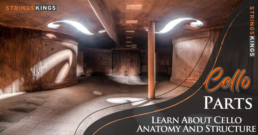 12 Fun Facts About The Cello You Might Not Have Known