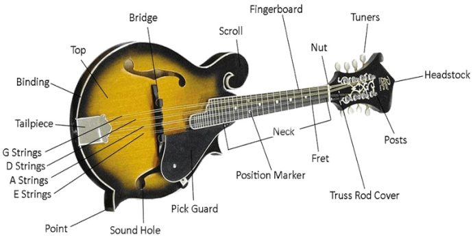 All Mandolin Parts - Anatomy And Structure - 2023 Guide!